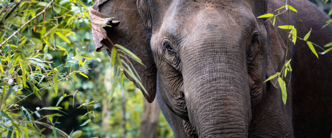 Elephant & Bear Conservation in Cambodia for Teens | Projects Abroad